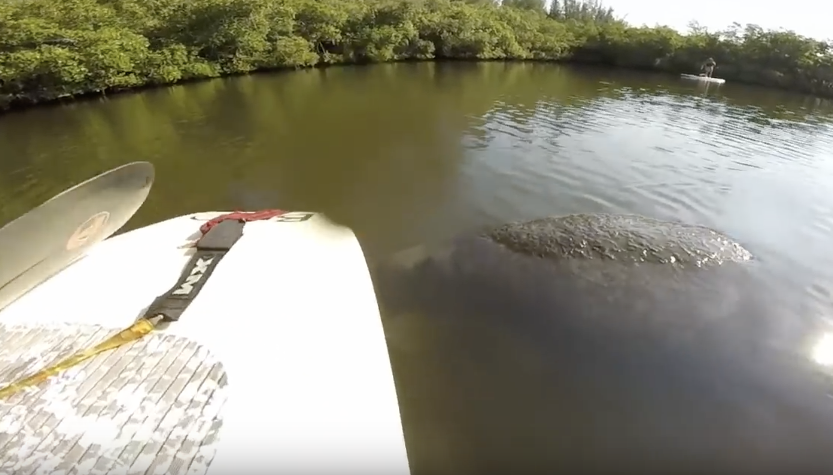 Huge Manatee Attacks Stand Up Paddle Board Fisherman - Paddlesports News
